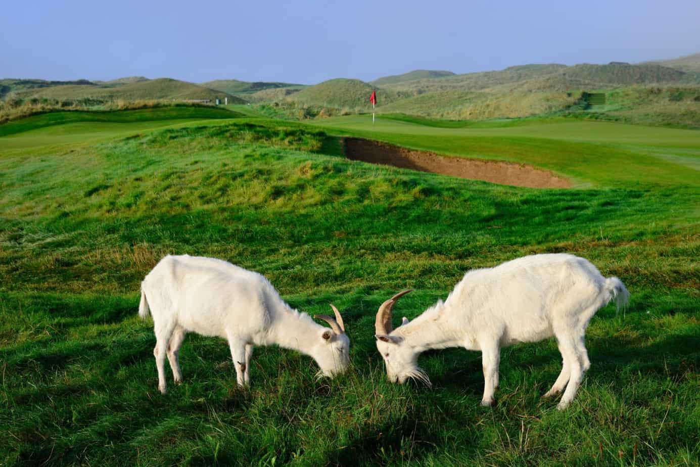 Wild goats as a forerunner of the weather app - Golf Sustainable