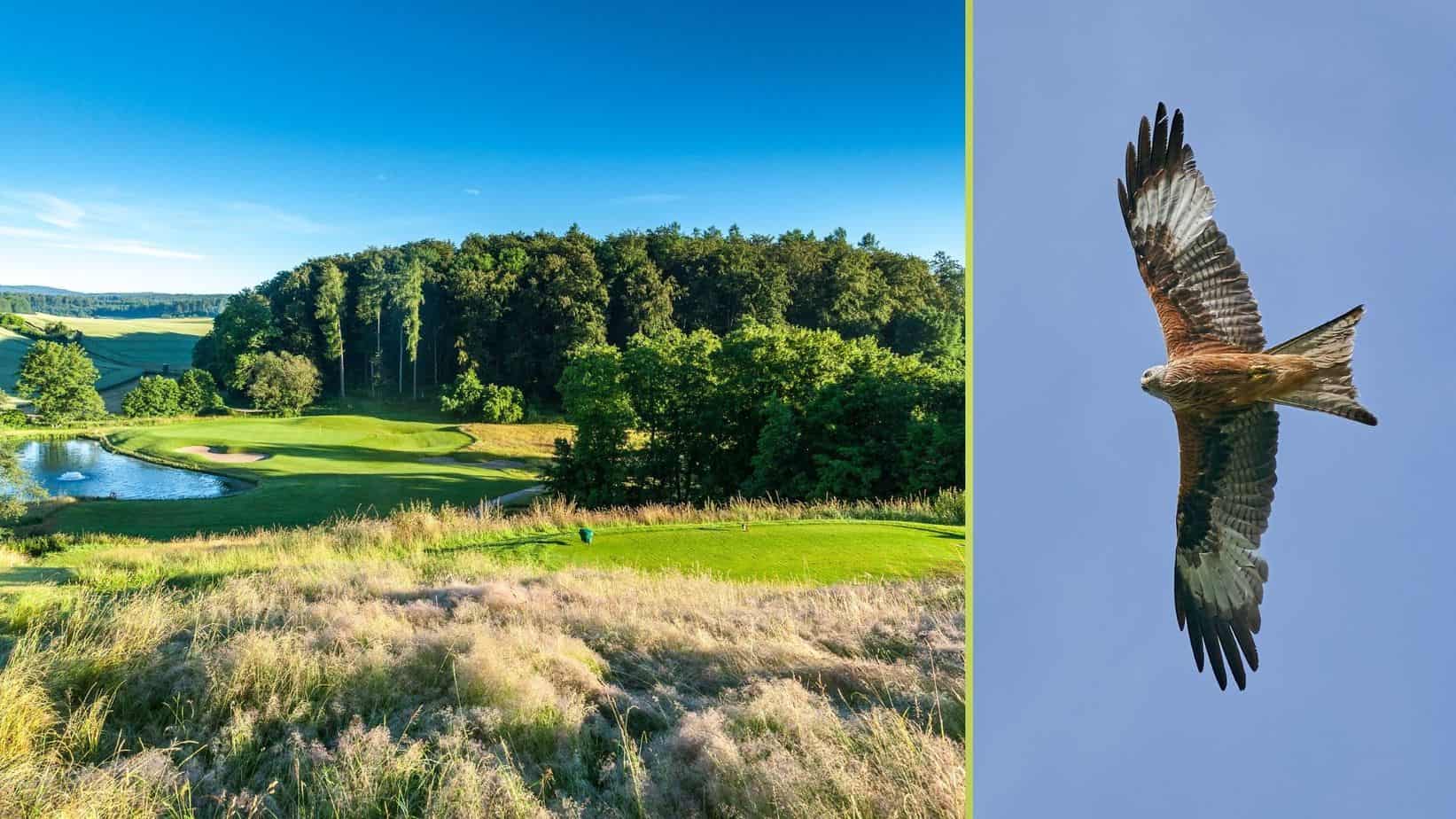 GC Heidelberg-Lobenfeld: meeting the red kite - Golf Sustainable