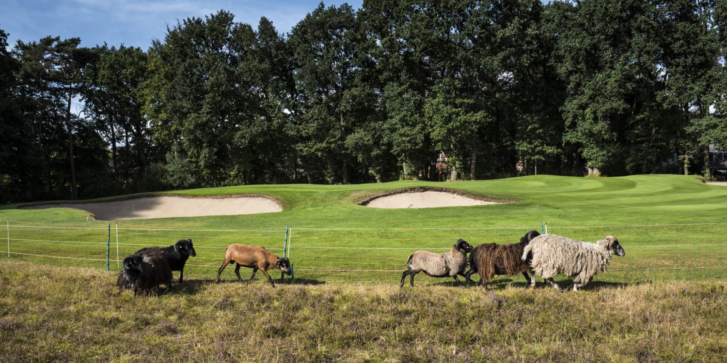 The sheep becomes a crowd favourite in golf - Golf Sustainable