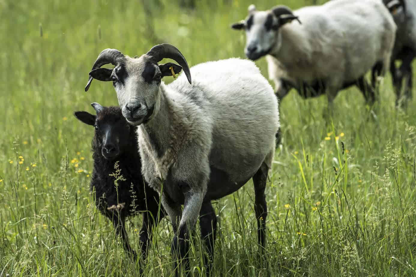 The sheep becomes a crowd favourite in golf - Golf Sustainable