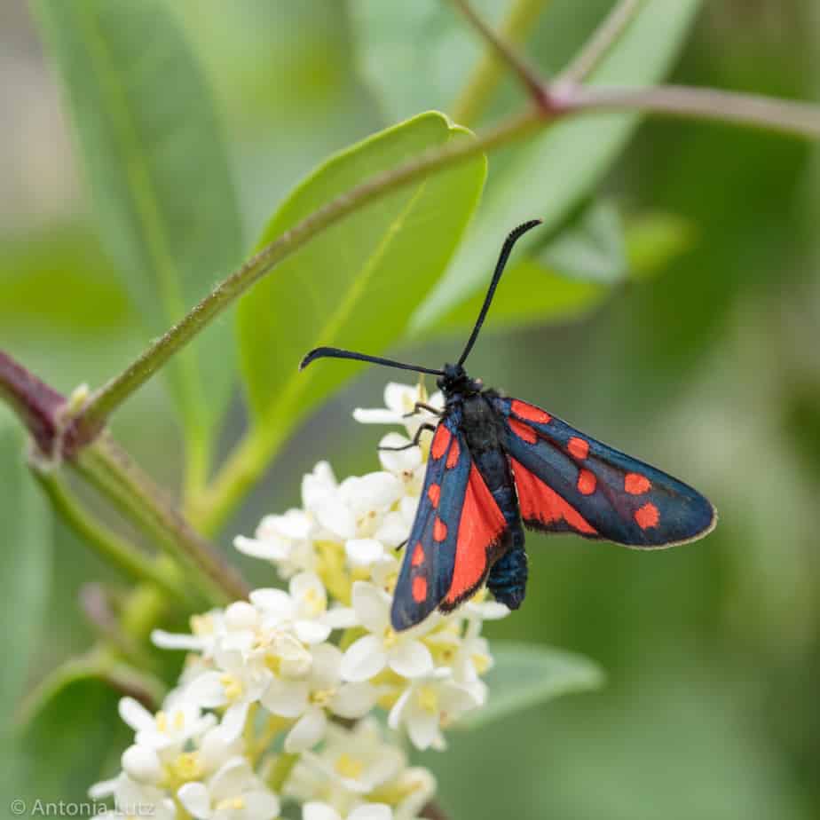 Andermatt Responsible: Monitoring zeigt Artenvielfalt - Golf Sustainable