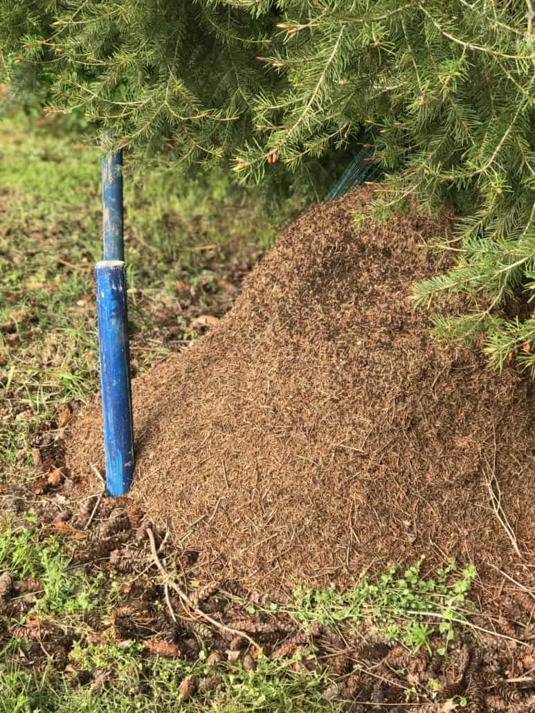 Attighof golf course: monoculture becomes habitat - Golf Sustainable