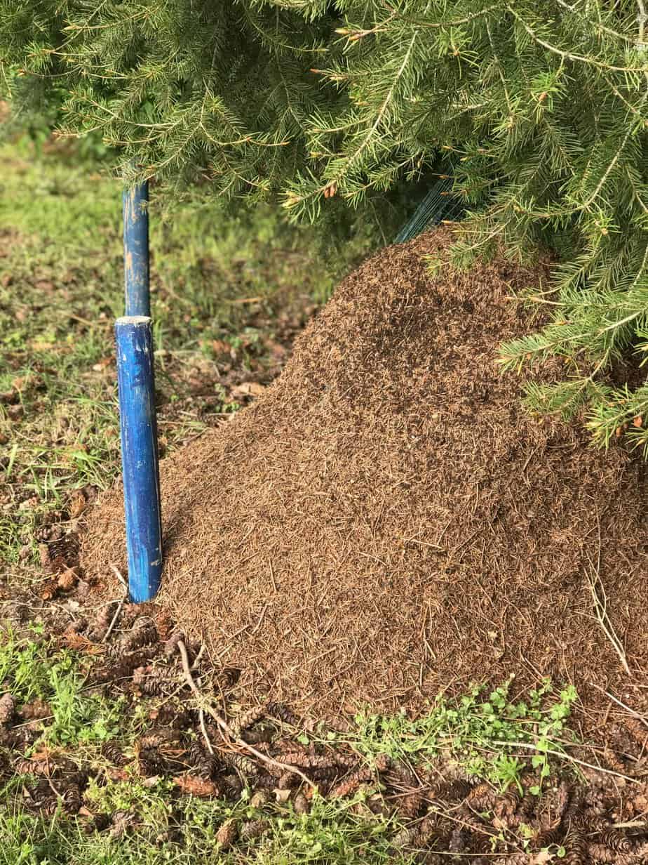 Attighof golf course: monoculture becomes habitat - Golf Sustainable